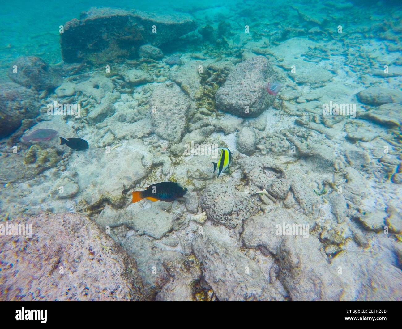 Fish in a ruined coral reef in the Seychelles Stock Photo - Alamy