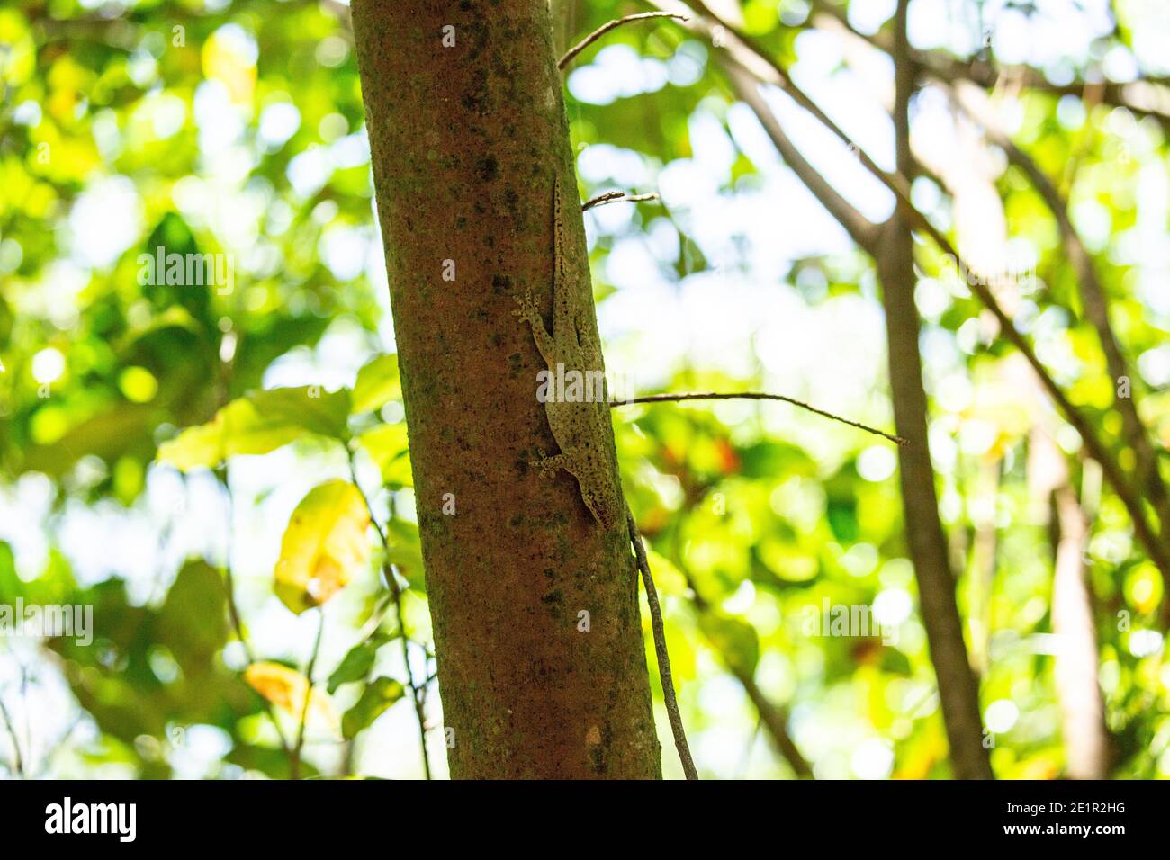 Seychelles- Gecko in the forest Stock Photo - Alamy