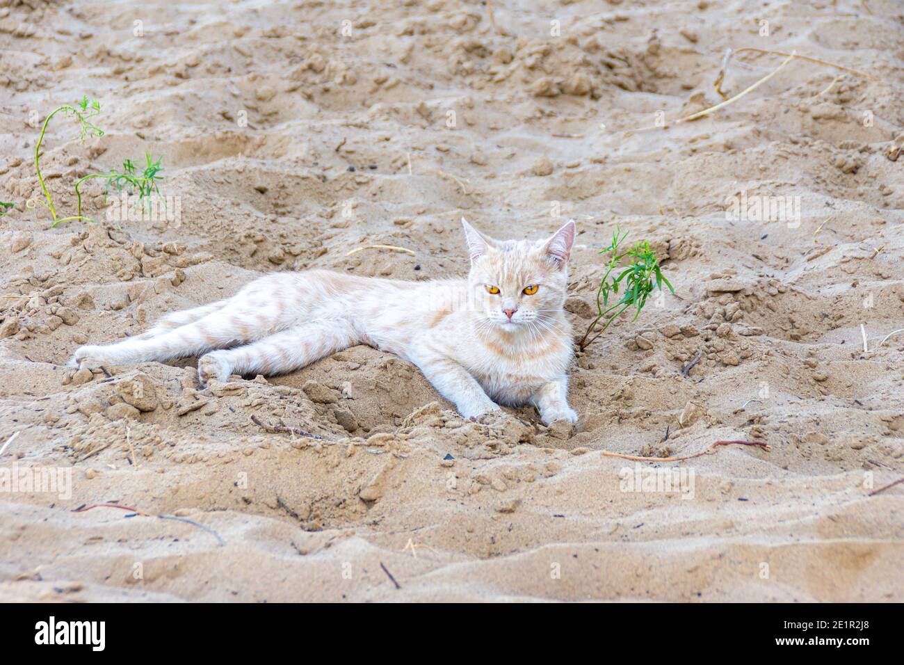 ginger tabby cat with unusually brown eyes lies on the sand with rare ...
