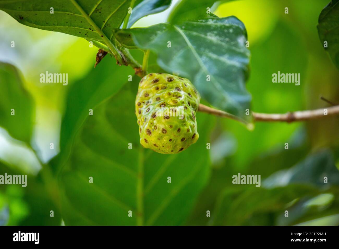 Seychelles fruit bat or Seychelles flying fox (Pteropus seychellensis ...