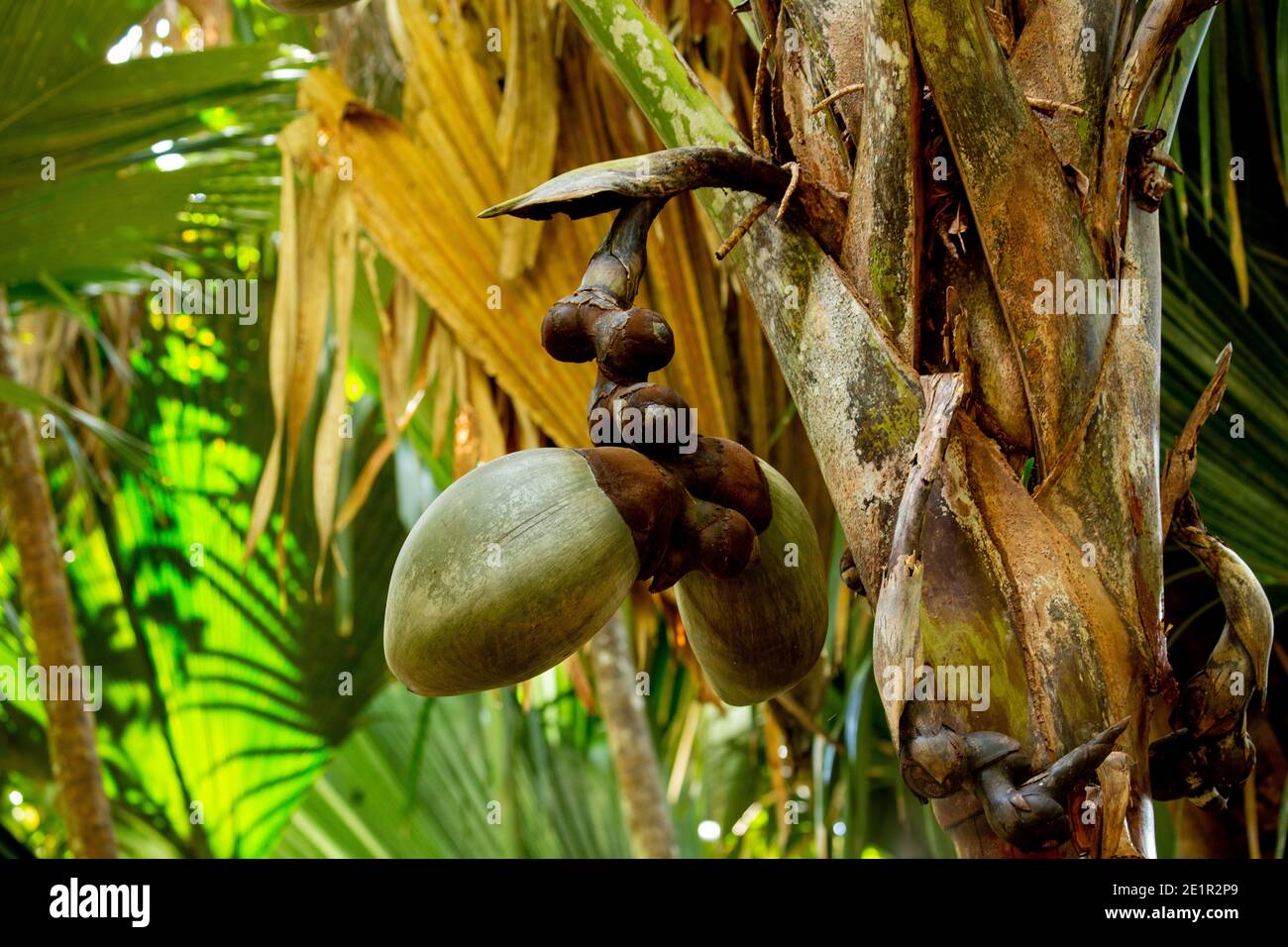 Seychelles nut hi-res stock photography and images - Alamy