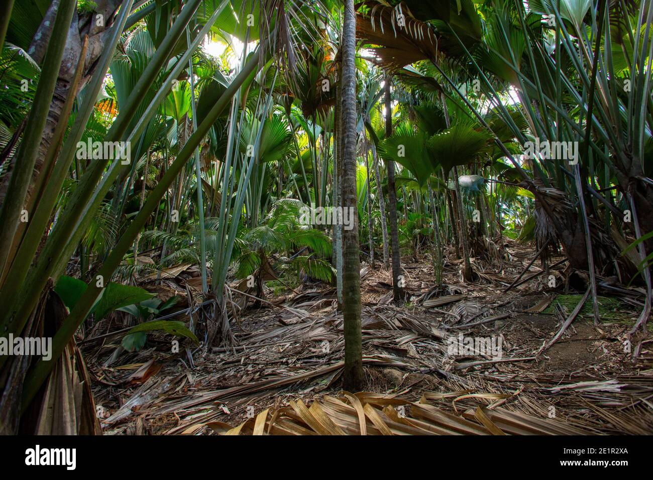 Coco de mer praslin island seychelles hi-res stock photography and ...