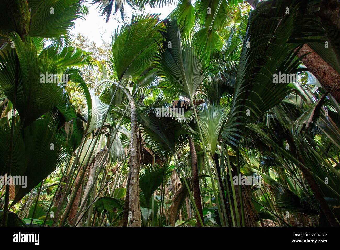 Coco de mer praslin island seychelles hi-res stock photography and ...