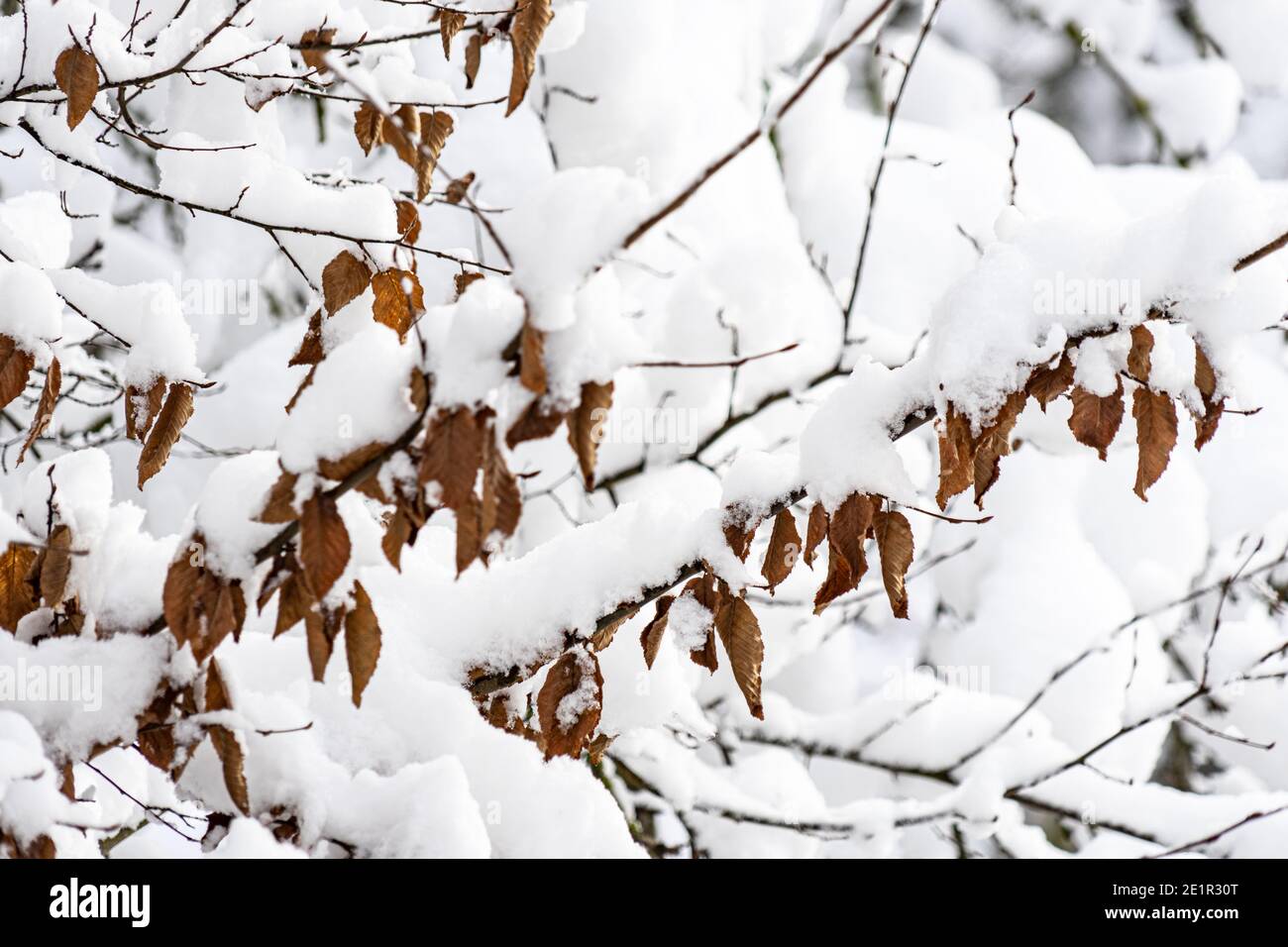 Autumn leaves in snowy hi-res stock photography and images - Alamy