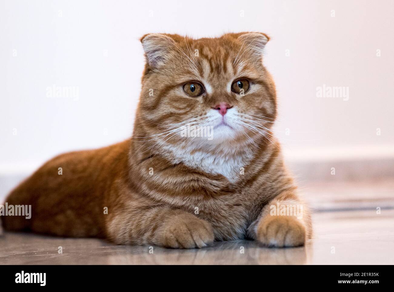 Scottish fold cats hi-res stock photography and images - Alamy
