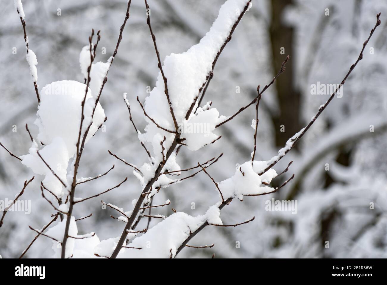 Snow accumulated in twigs and branch forks Stock Photo - Alamy