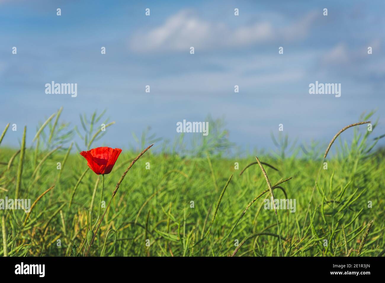 One poppy in a grass field Stock Photo - Alamy