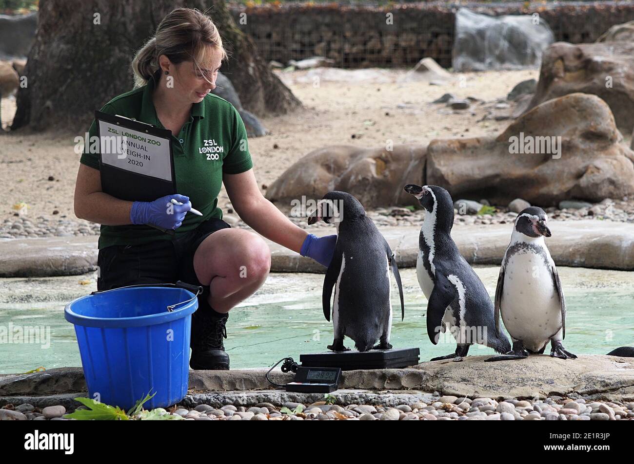 With more than 19000 animals in their care , ZSL London Zoo's keepers ...