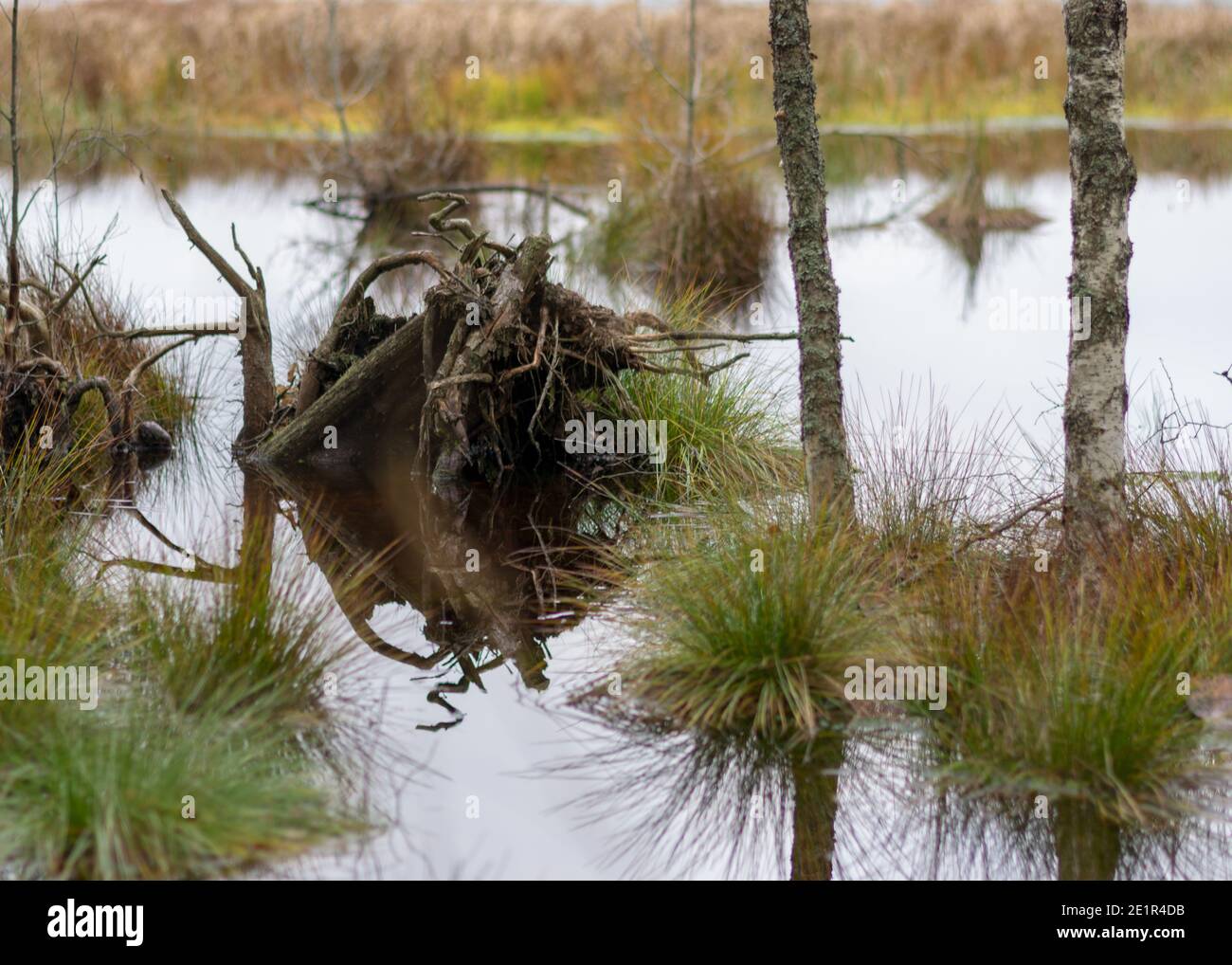 various old and rotten trees and tree branches on the shore of a swampy ...