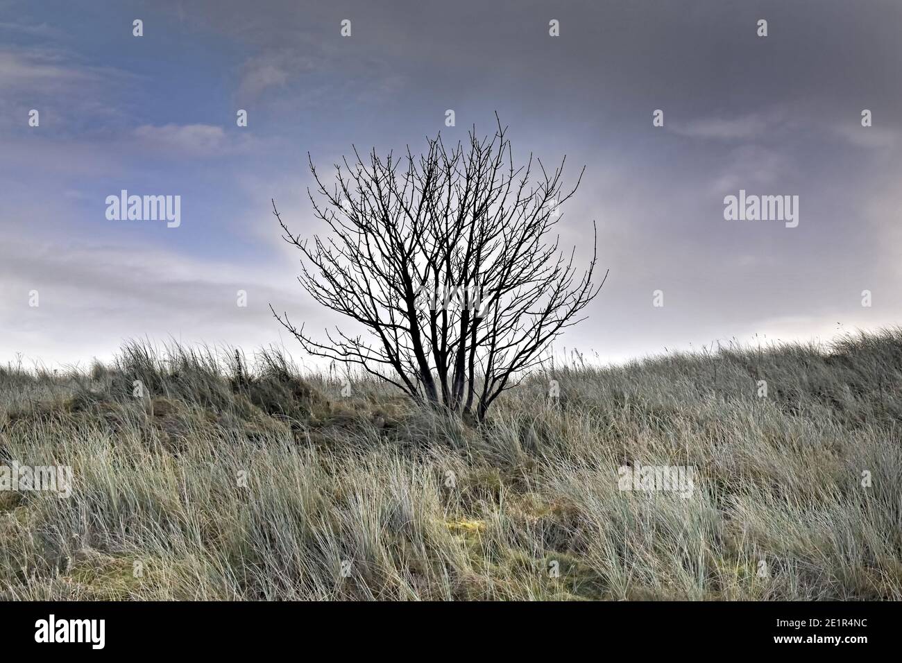 Bare bush and grasses in a barren landscape Stock Photo - Alamy