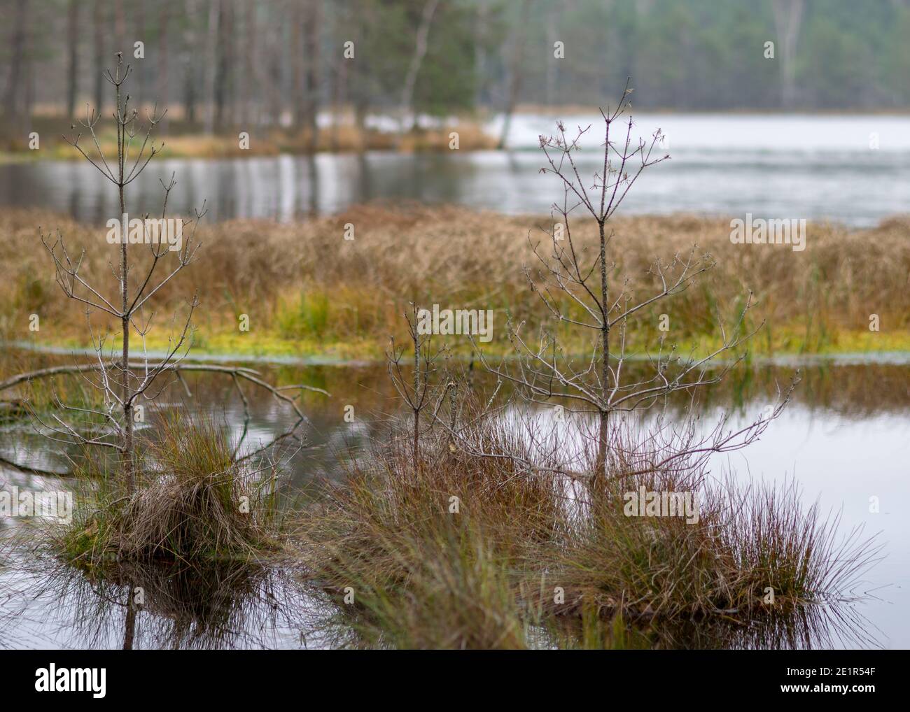 various old and rotten trees and tree branches on the shore of a swampy ...