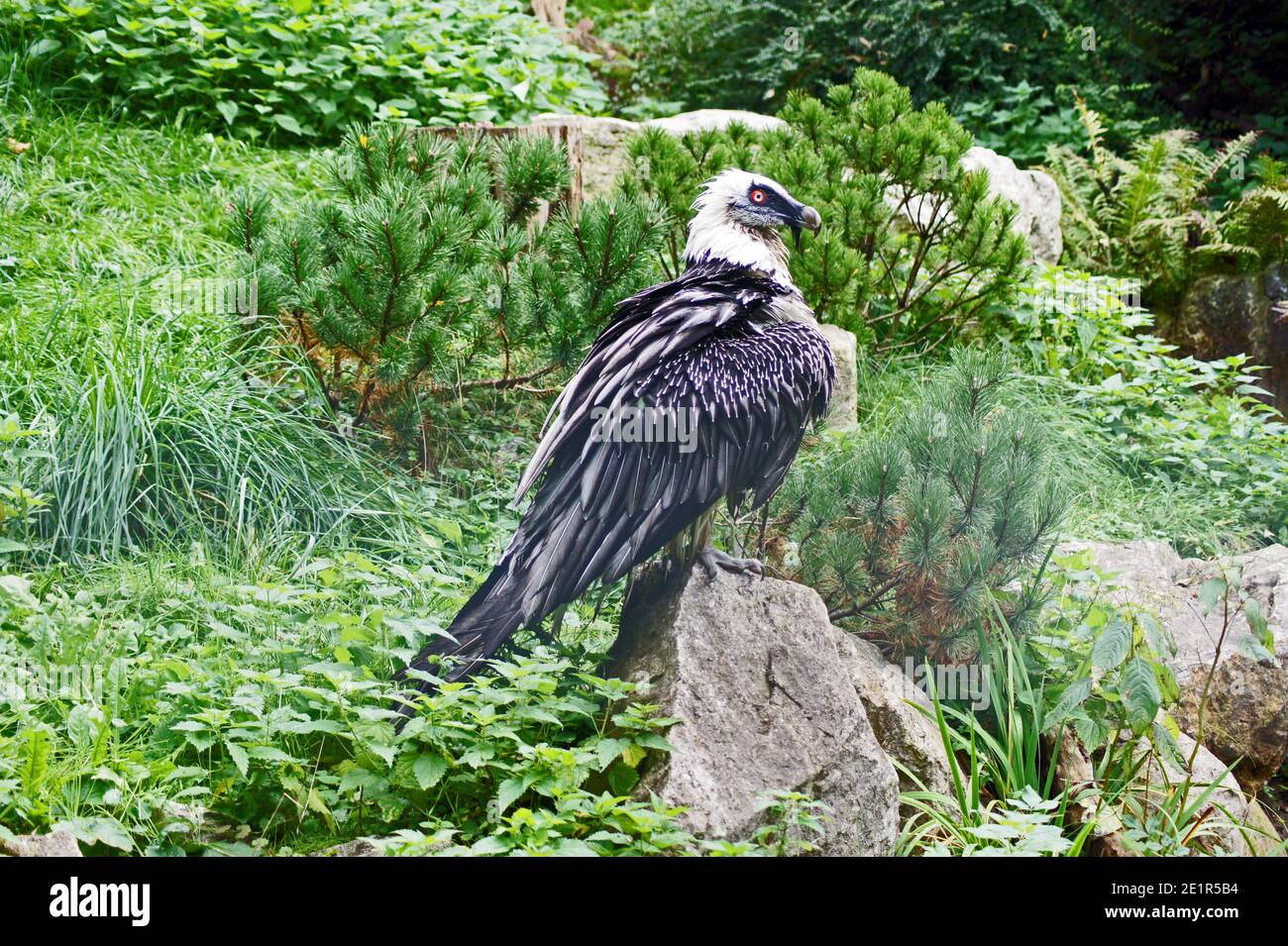 Ossifrage aka bearded vulture is the only member of species and one of ...