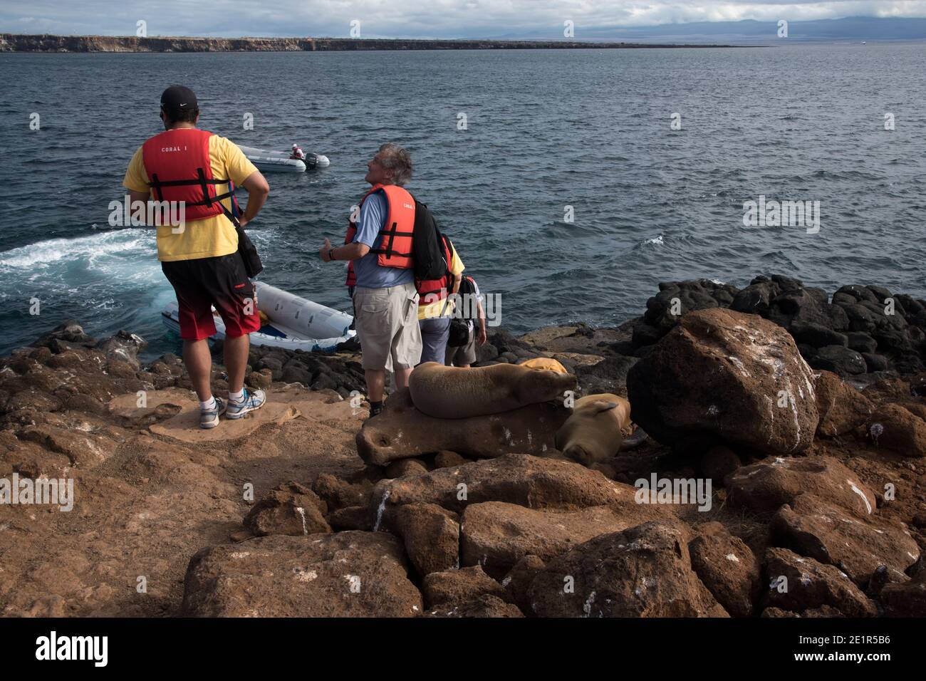 Galápagos fur seal sleeping on the impressive lava rocks at North ...