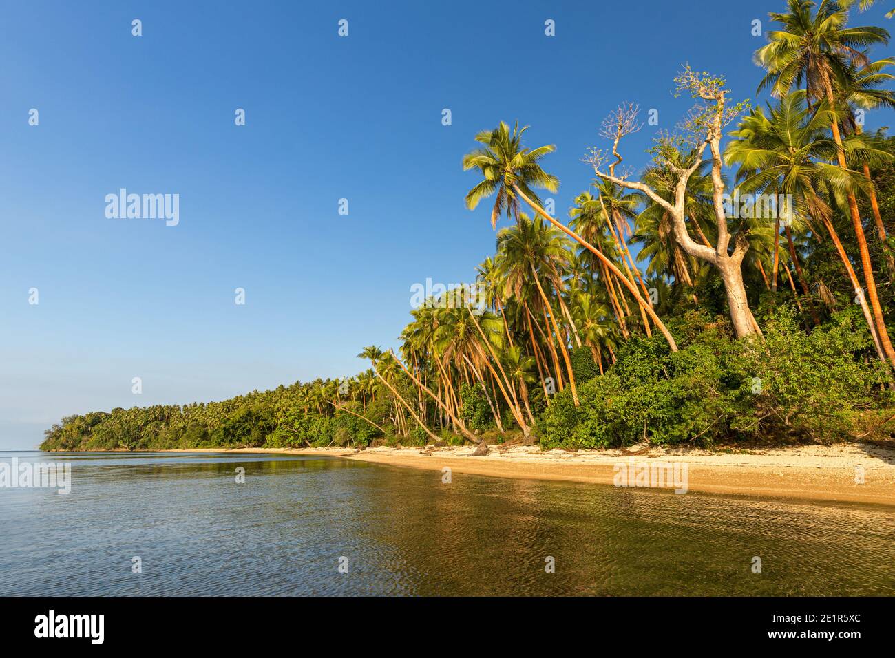 Beautiful beach with palm trees on Malekula island, Vanuatu Stock Photo ...