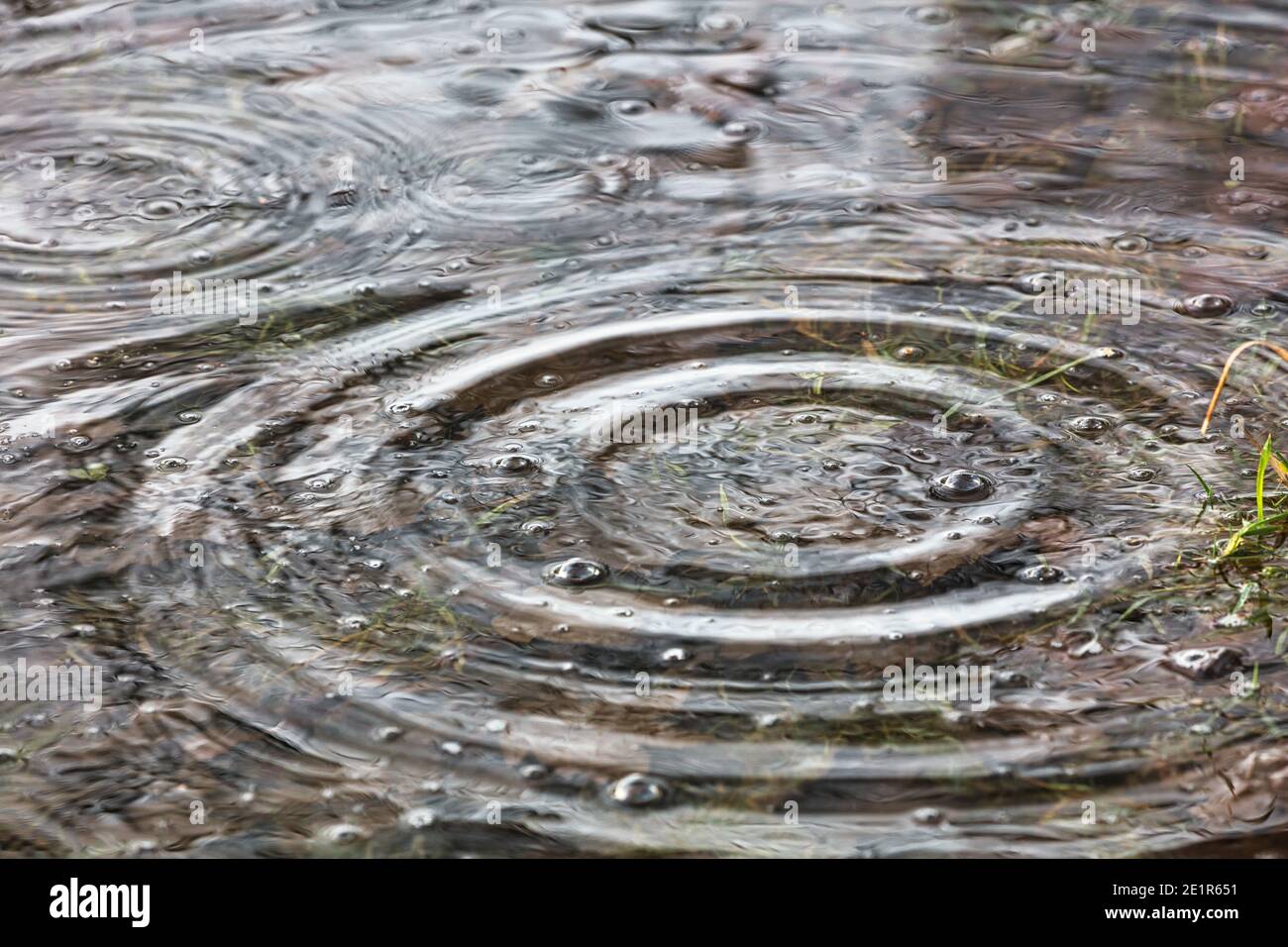 Close up image of a puddle during rain with circular ripples Stock Photo - Alamy