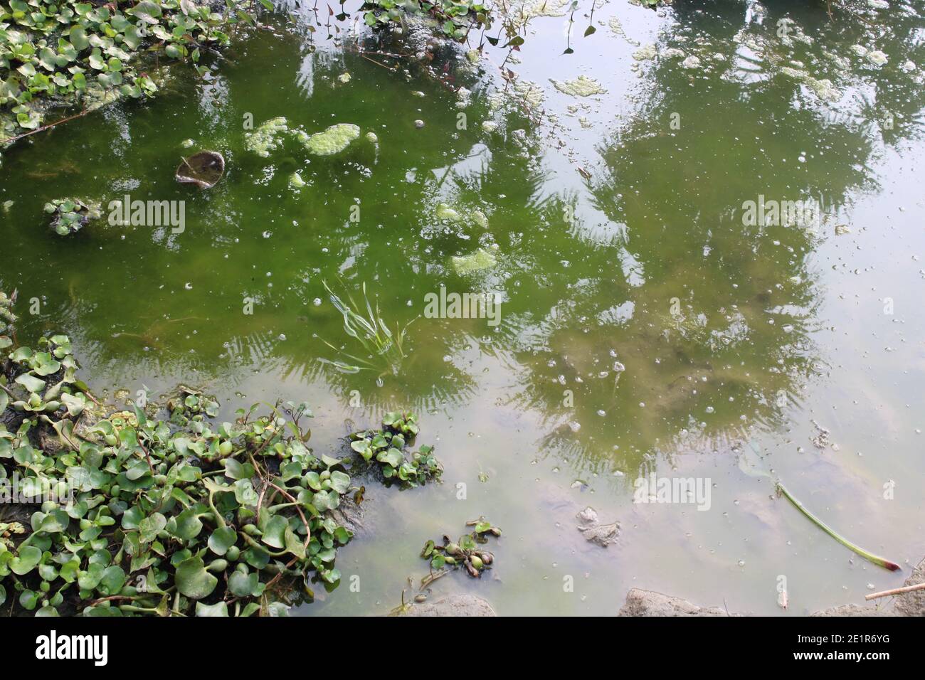Waste water in the pond Stock Photo - Alamy