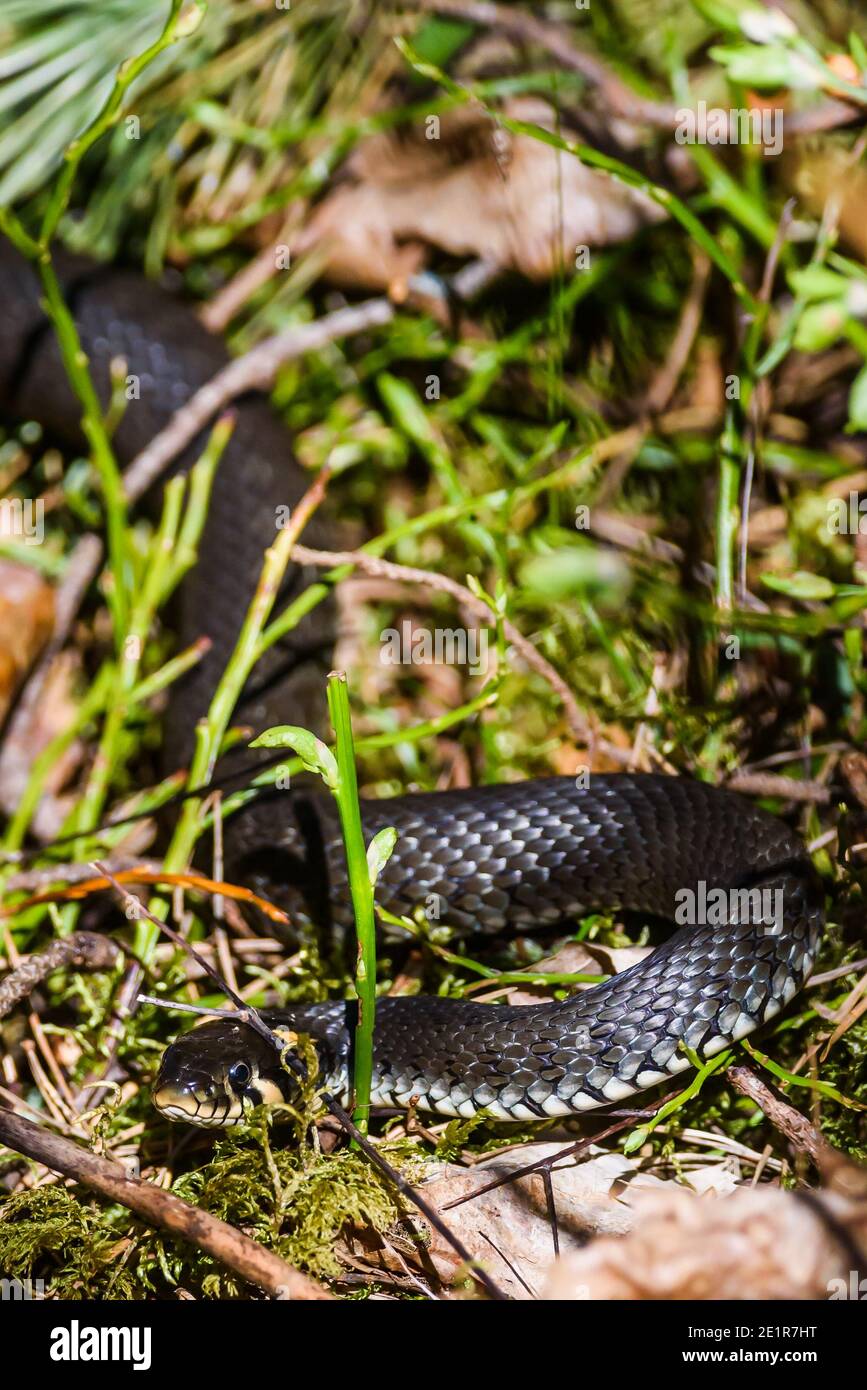 Selective focus photo. Grass snake, natrix natrix Stock Photo - Alamy