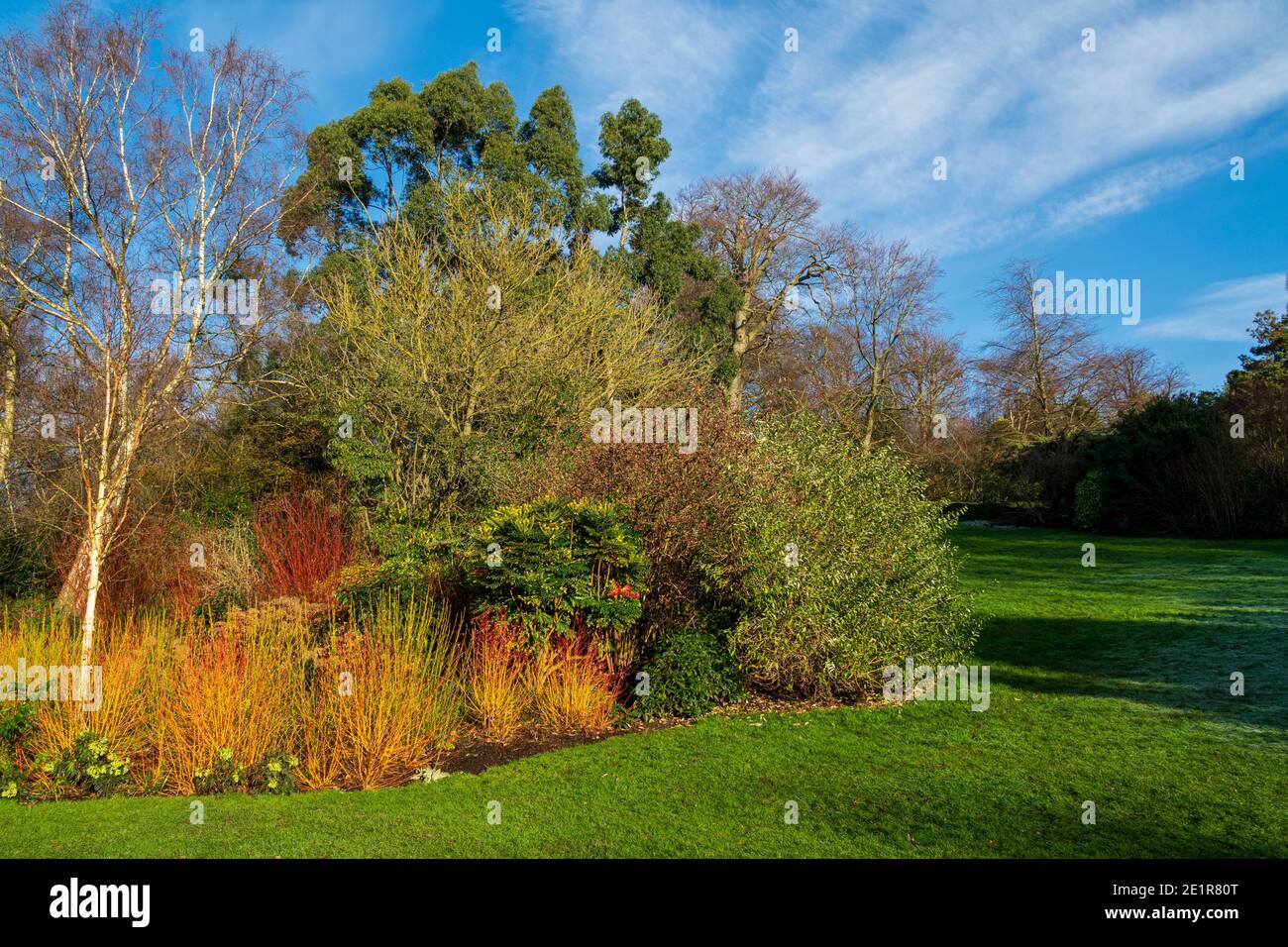 Silver birch surrounded by other ornamental trees and shrubs in the ...