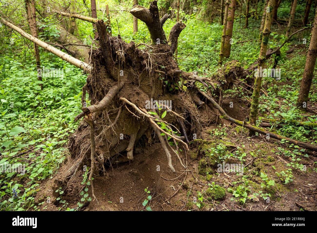 Pine tree fallen in forest with roots hanging in mid air Stock Photo ...