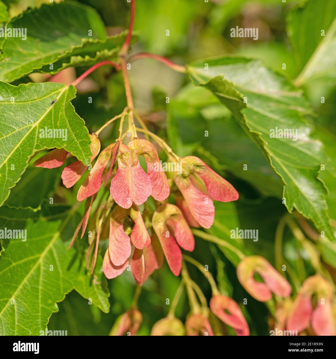 Maple fruits hi-res stock photography and images - Alamy
