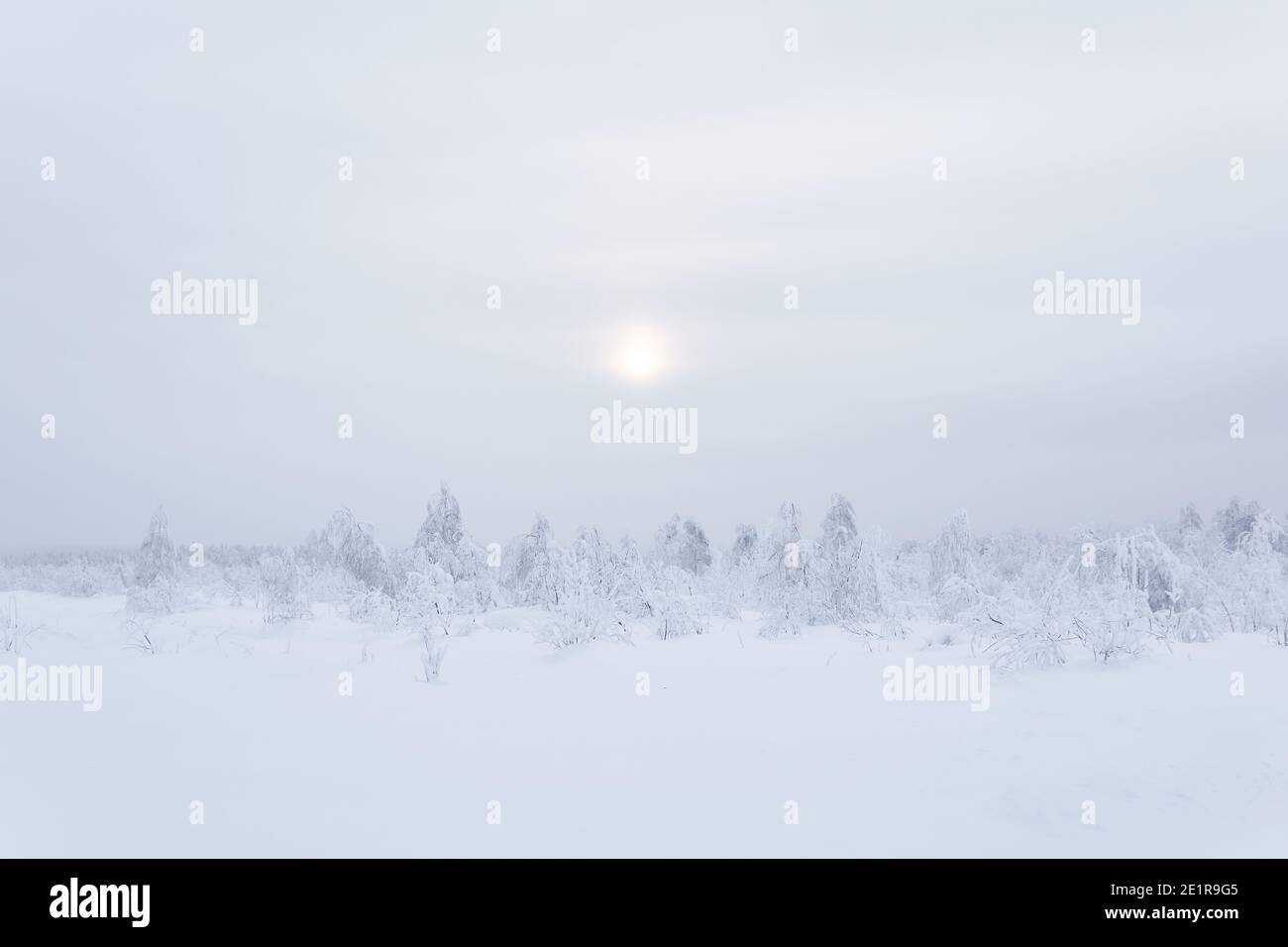 northern cold landscape - frozen forest tundra under deep snow in a ...