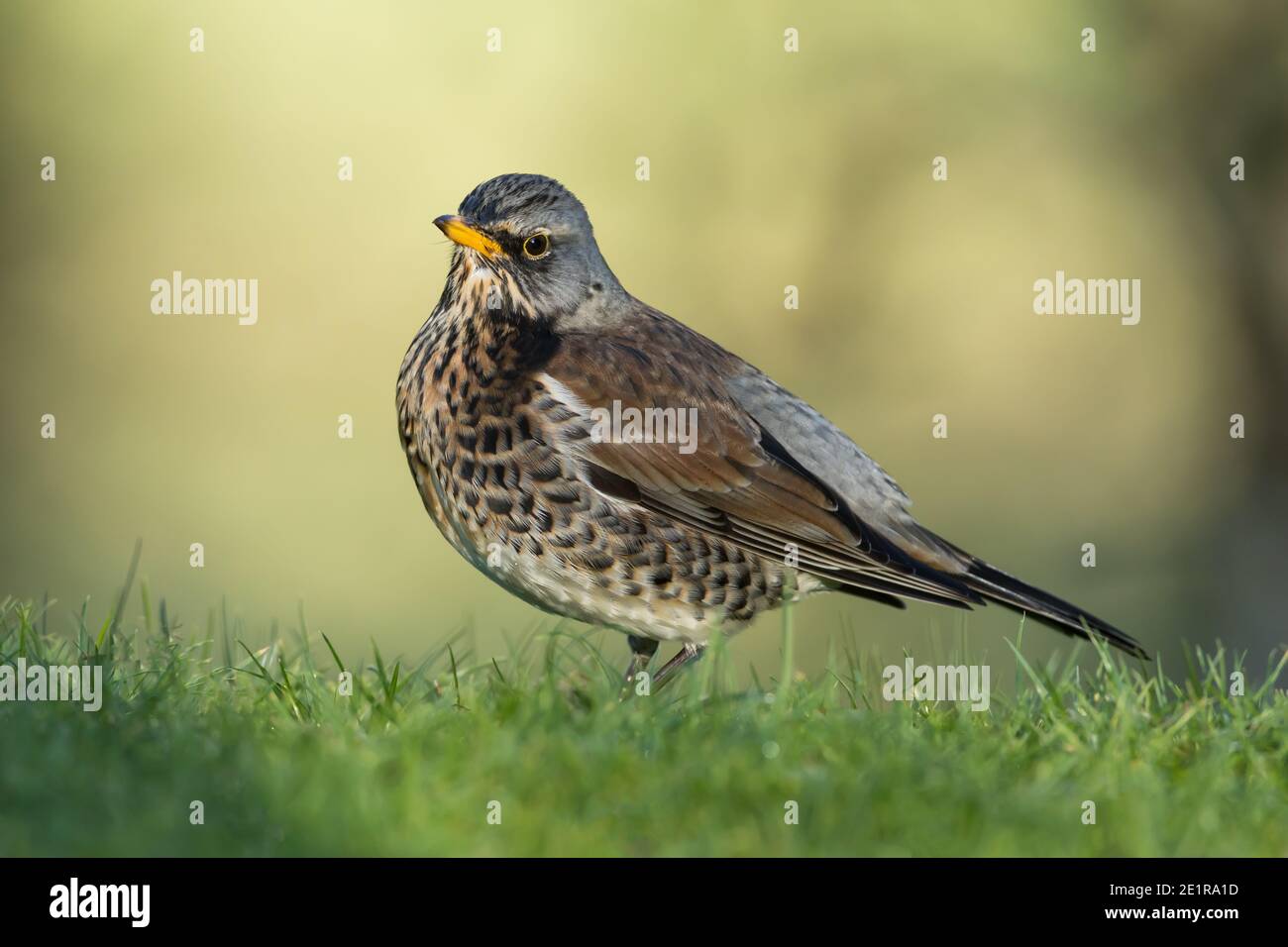 Fieldfare on grass Stock Photo - Alamy