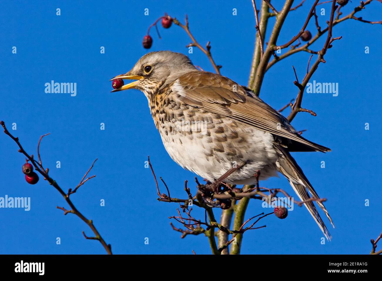 Bird eating berries hi-res stock photography and images - Alamy