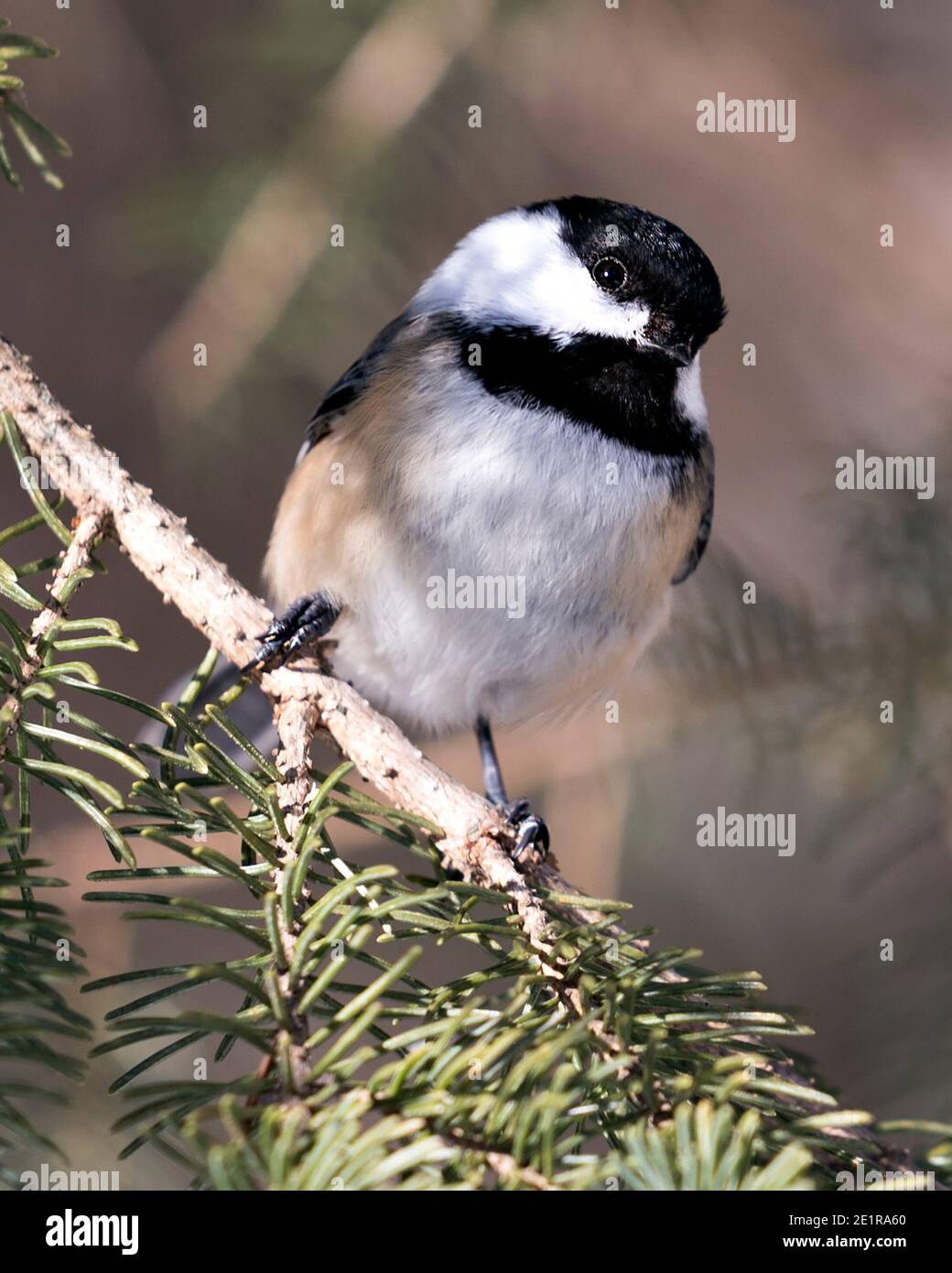 Chickadee picture book cover hi-res stock photography and images - Alamy