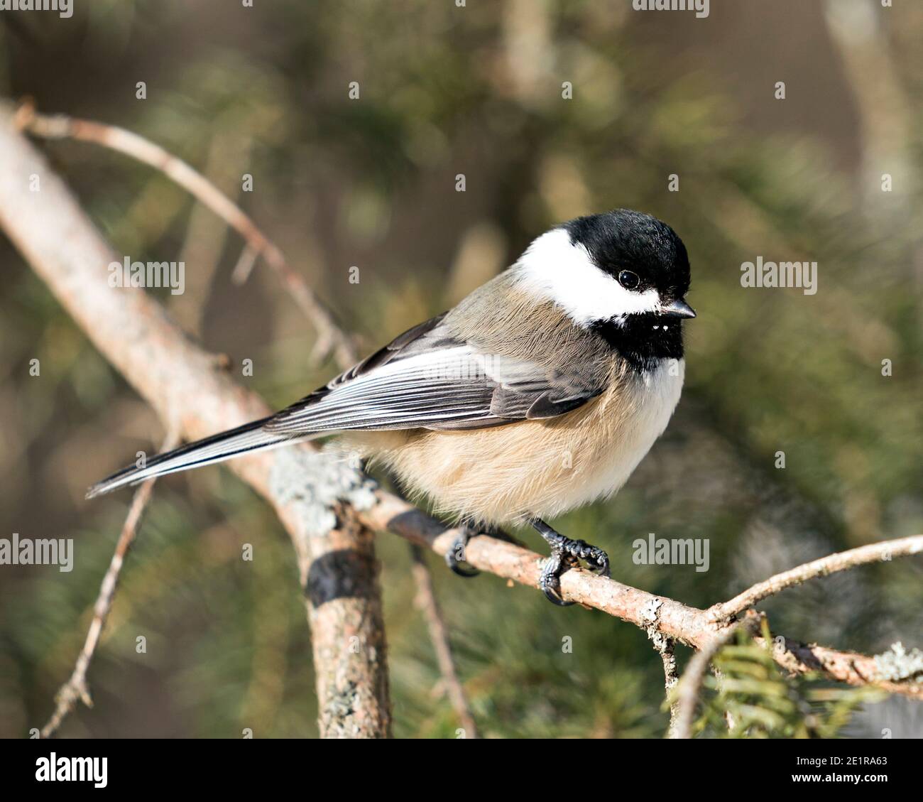 Chickadee story telling photo hi-res stock photography and images - Alamy