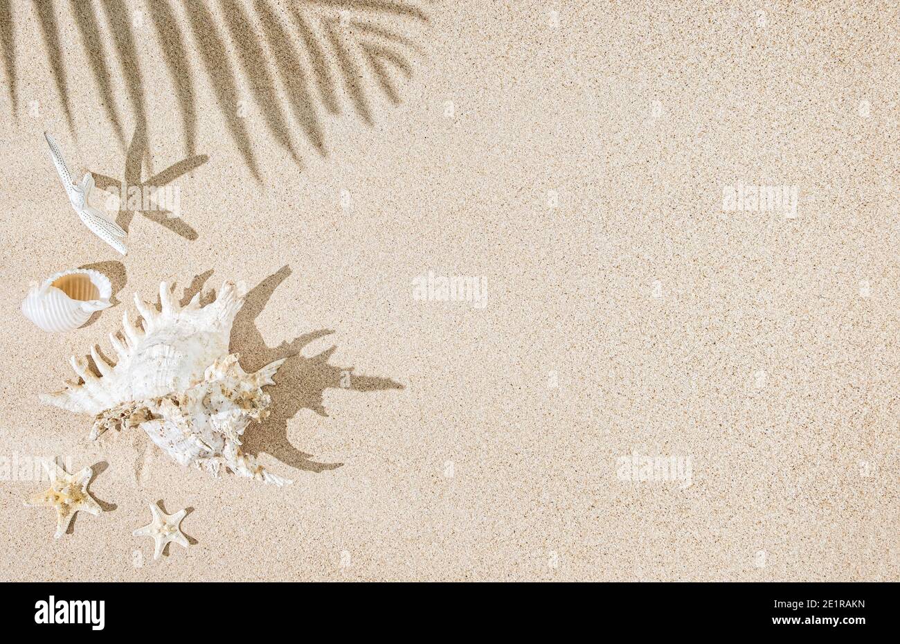 White Sea shells and star fish on sand and palm tree shadows. Tropical ...