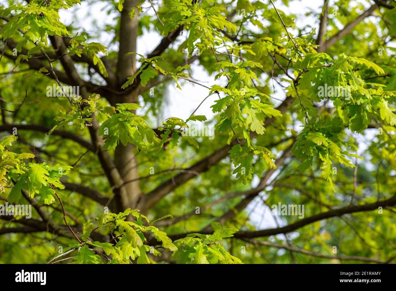 Young oak tree leaves hi-res stock photography and images - Alamy