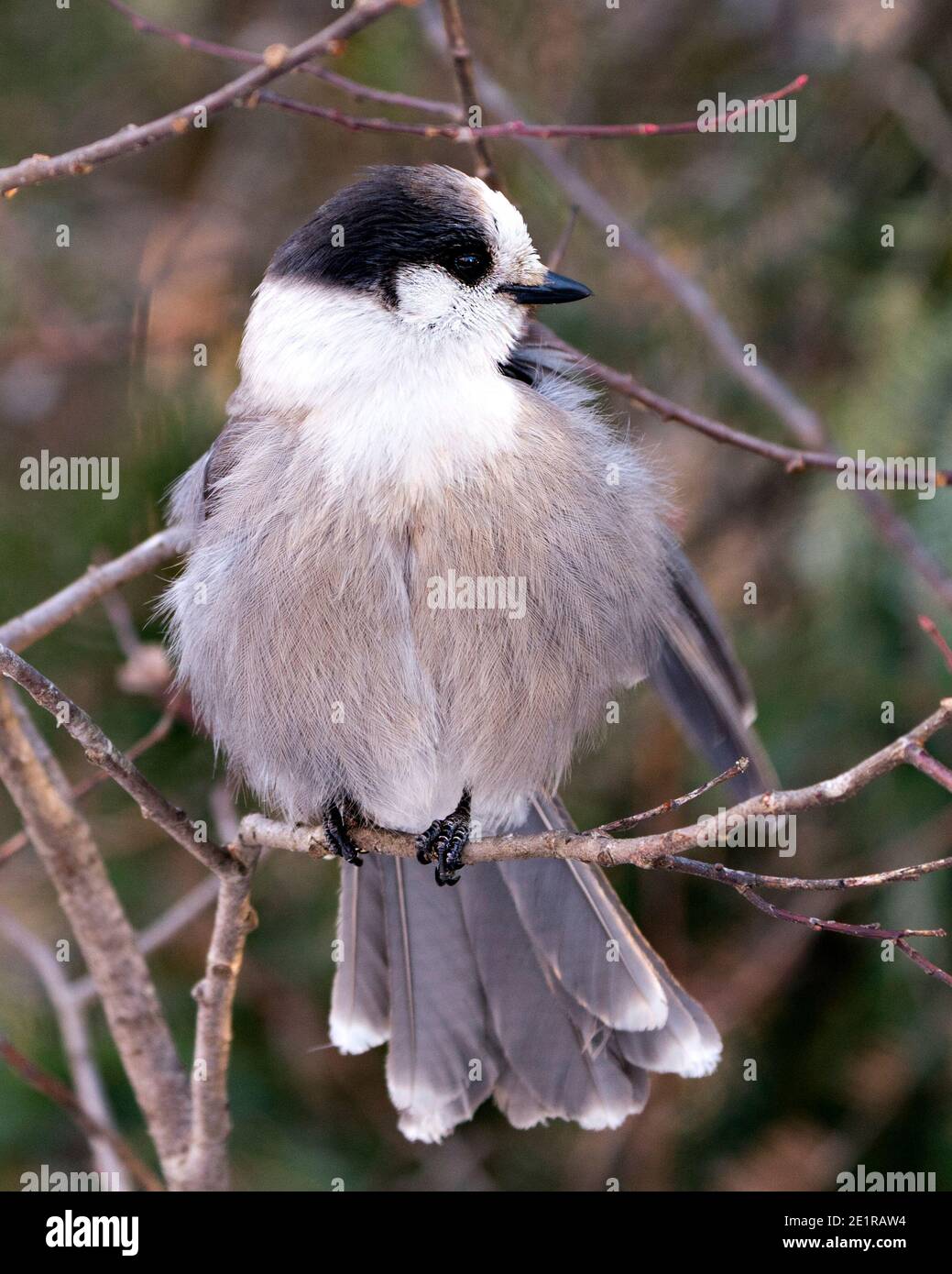 Gray Jay close-up profile view perched on a tree branch in its ...