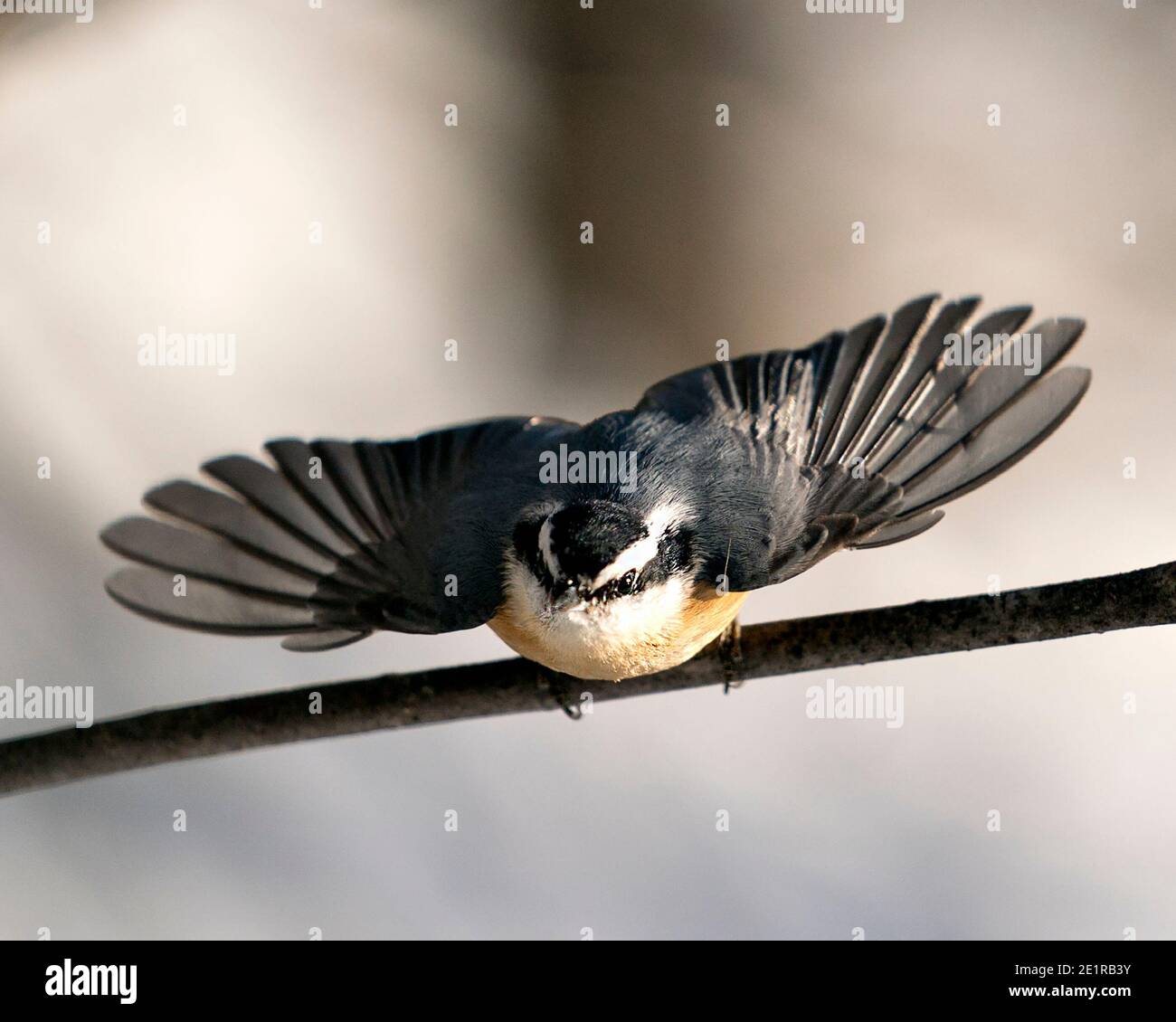 Nuthatch spread tail hi-res stock photography and images - Alamy