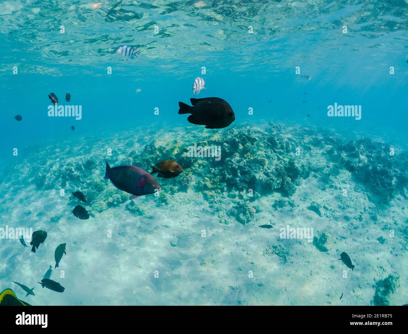 Red sea reef drawing hi-res stock photography and images - Alamy