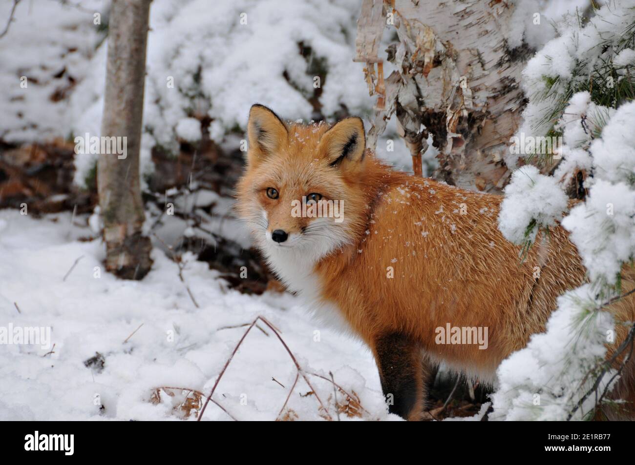 Red fox head shot close-up profile view in the winter season with birch ...