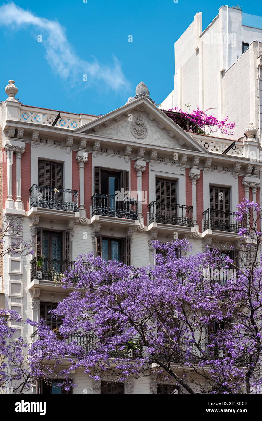 Purple Flower Trees In Barcelona City In Spain Stock Photo - Alamy