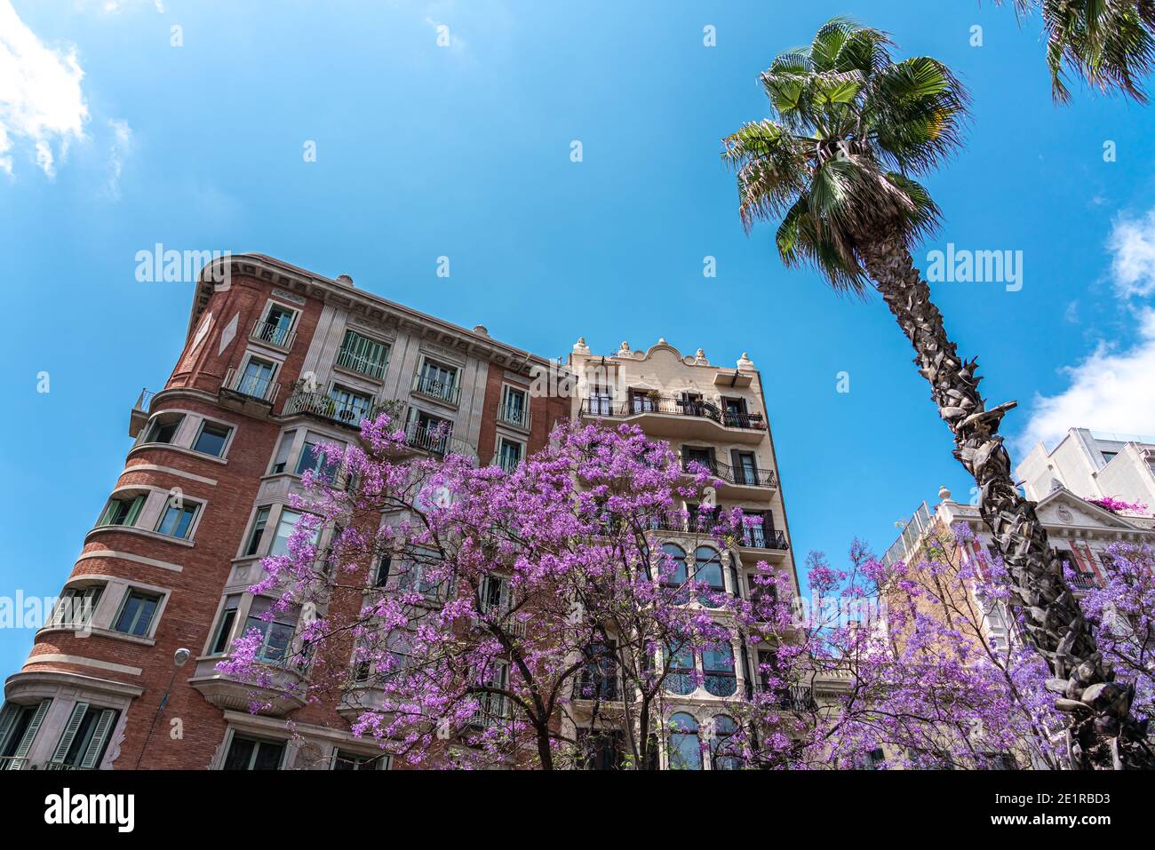 Purple tree flower hi-res stock photography and images - Alamy