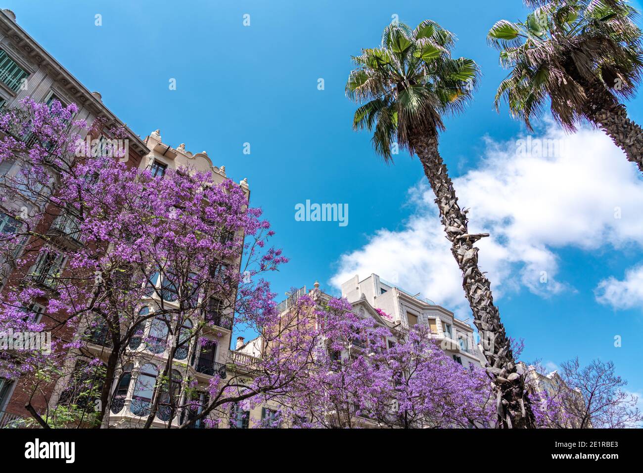 Purple Flower Trees In Barcelona City In Spain Stock Photo - Alamy