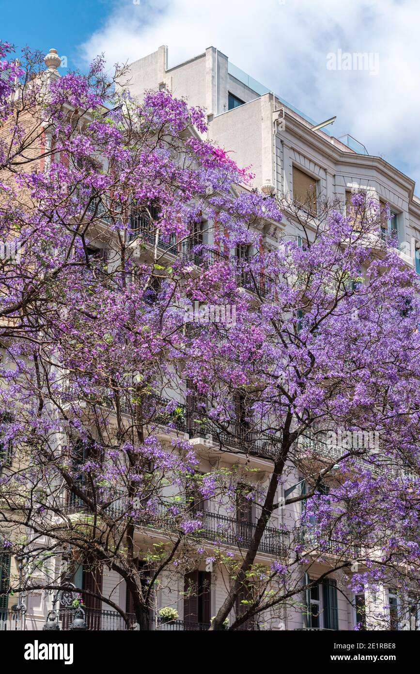Purple Flower Trees In Barcelona City In Spain Stock Photo - Alamy