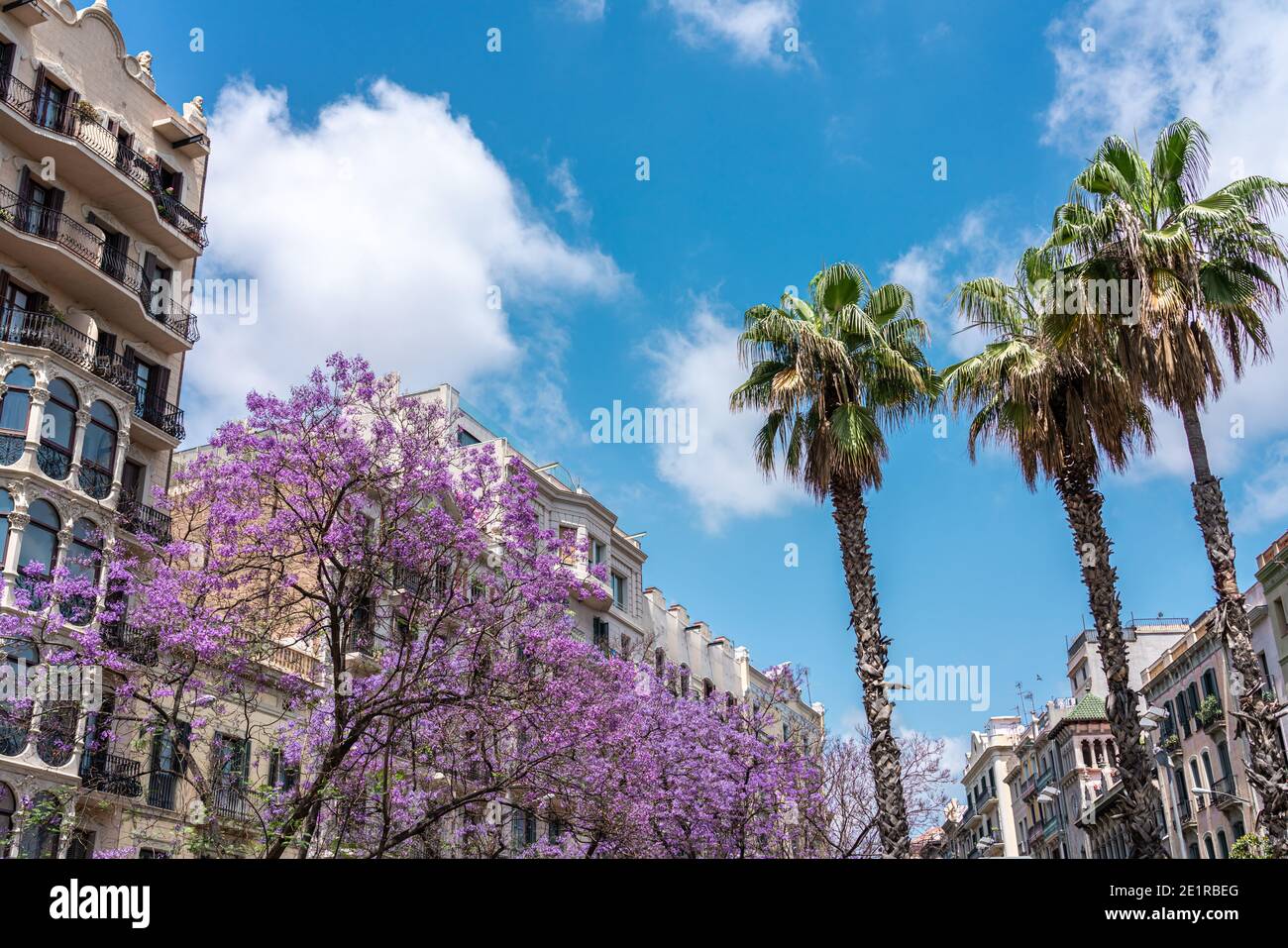Purple Flower Trees In Barcelona City In Spain Stock Photo - Alamy