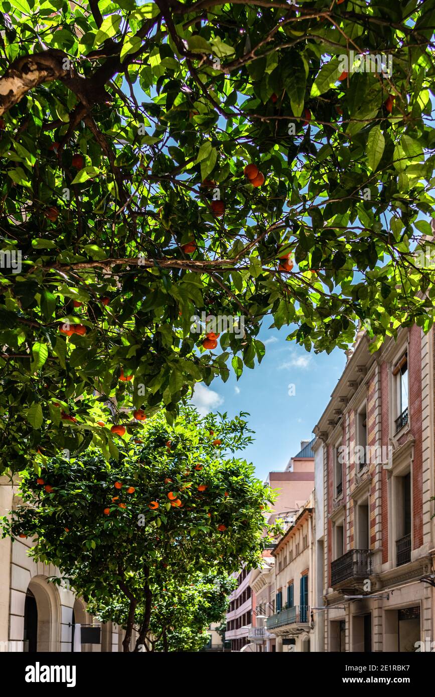 Orange Trees In Barcelona City, Spain Stock Photo - Alamy