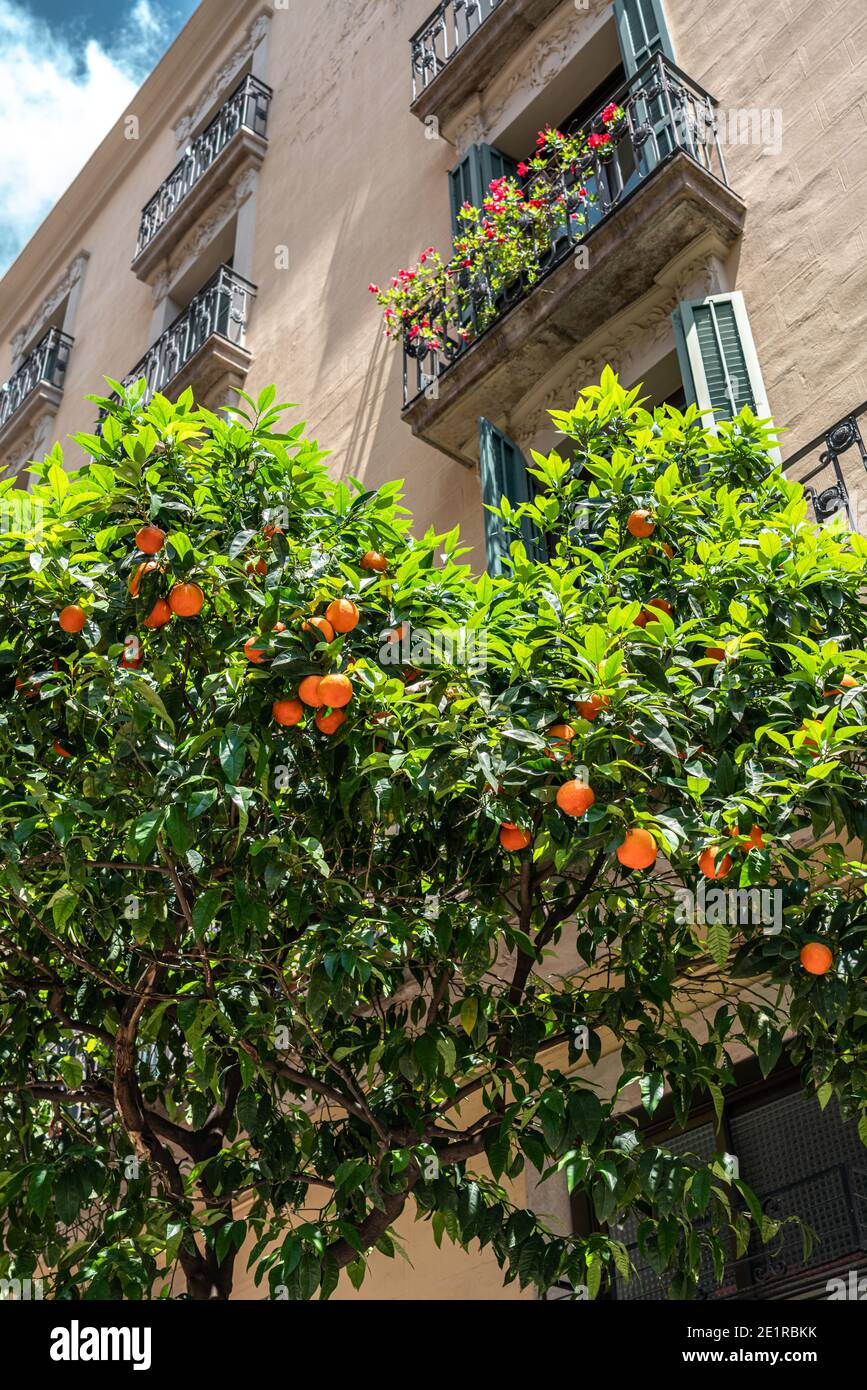 Orange Trees In Barcelona City, Spain Stock Photo - Alamy