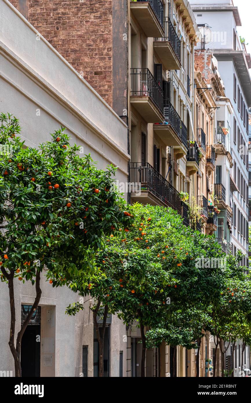 Orange Trees In Barcelona City, Spain Stock Photo - Alamy