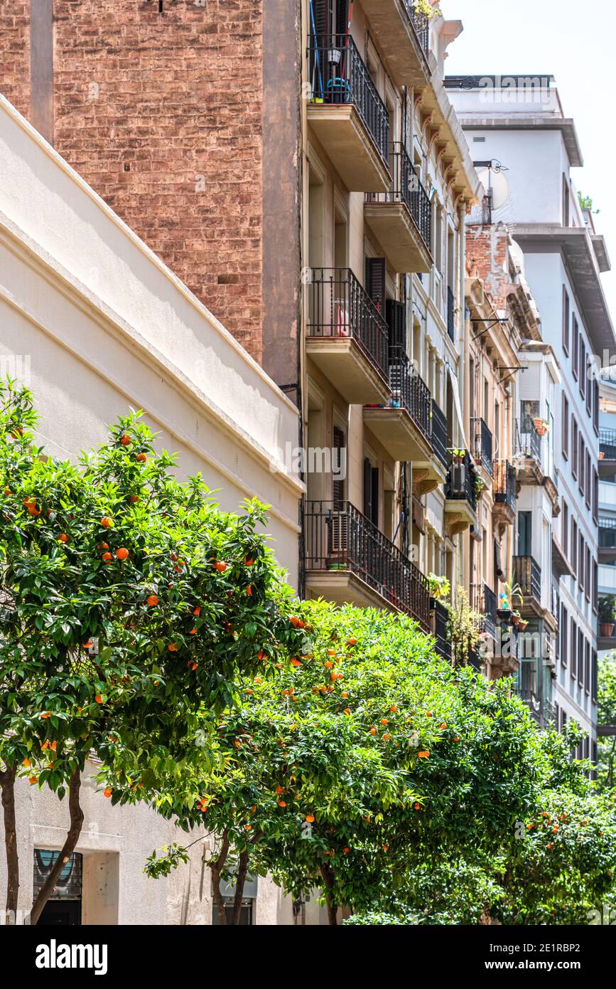 Orange Trees In Barcelona City, Spain Stock Photo - Alamy