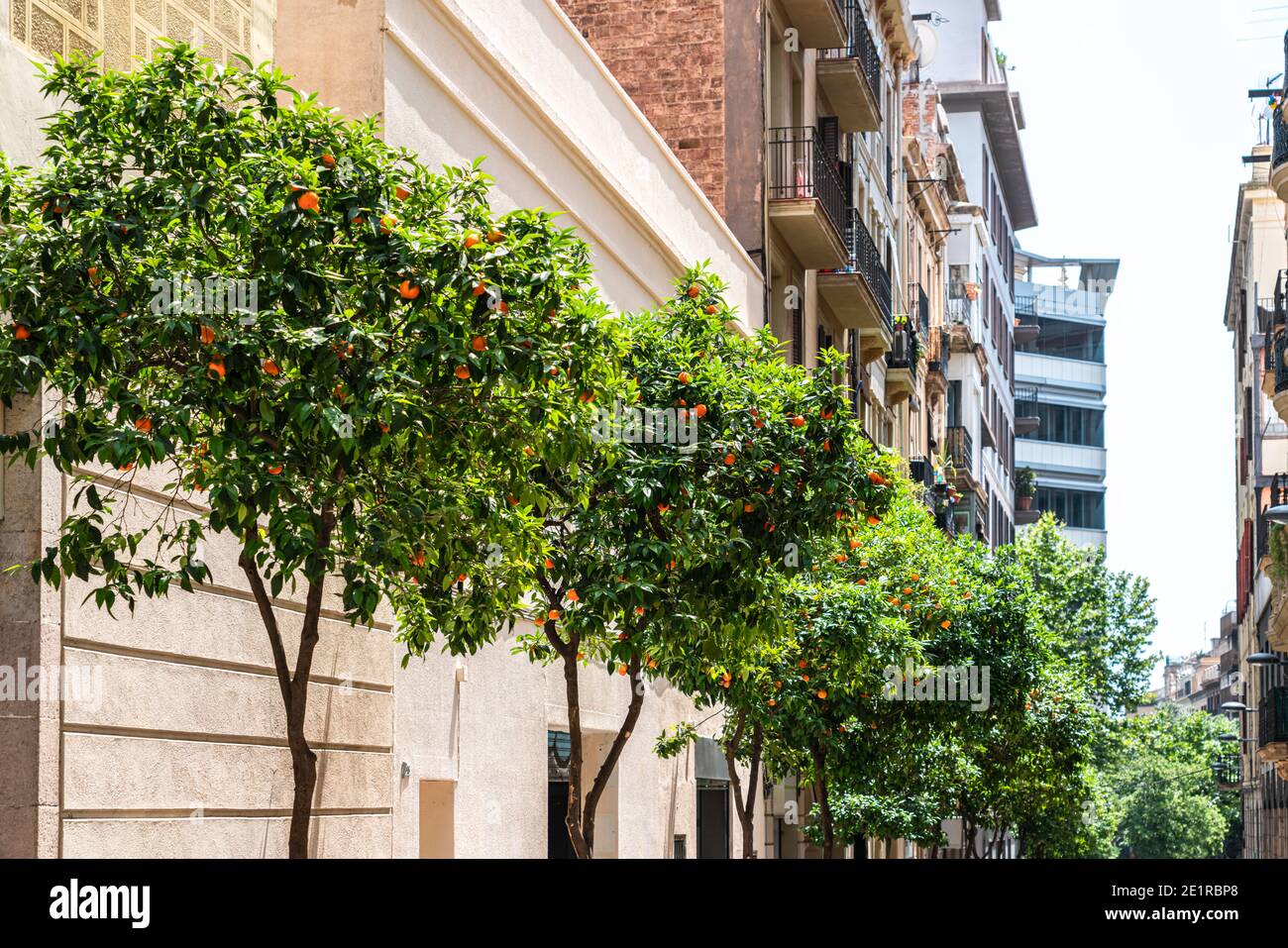 Orange Trees In Barcelona City, Spain Stock Photo - Alamy