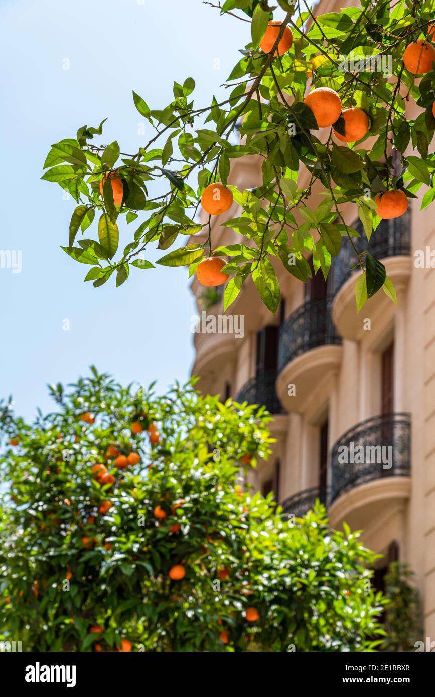 Orange Trees In Barcelona City, Spain Stock Photo - Alamy