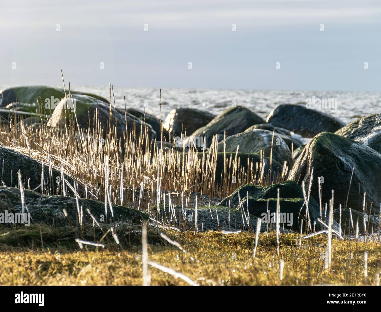 sea and wind made abstract formations of frozen dry reeds, icy rocks on ...