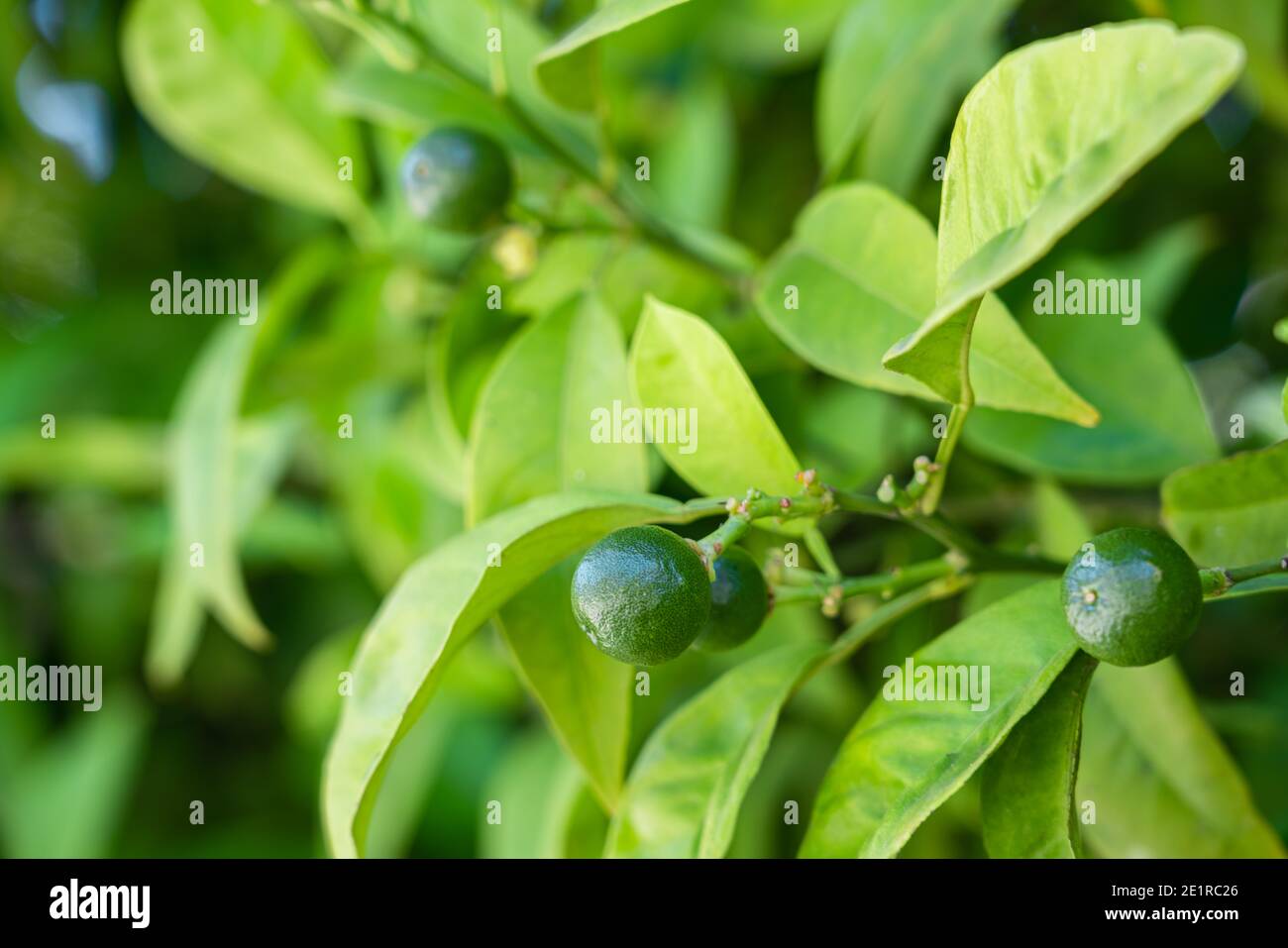 Lime Trees With Fruits Closeup Stock Photo - Alamy