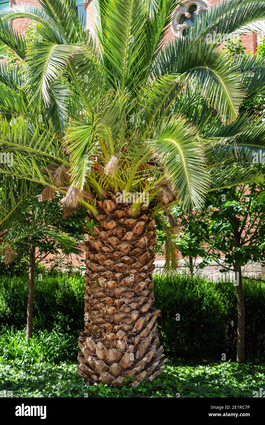 Citrus trees barcelona hi-res stock photography and images - Alamy