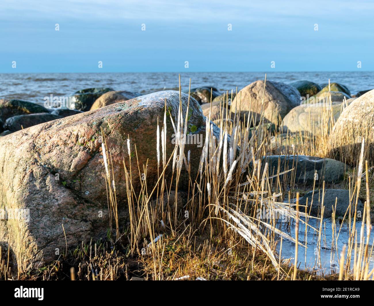 sea and wind made abstract formations of frozen dry reeds, icy rocks on ...